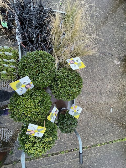 Hackbridge Rain Gardens planted at last! – Hackbridge & Beddington ...